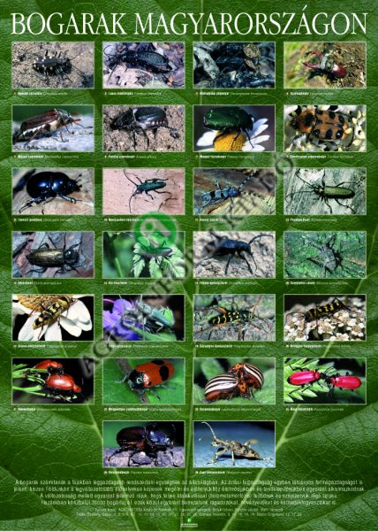 Bogarak Magyarországon poszter » Inform Kiadó és Nyomda