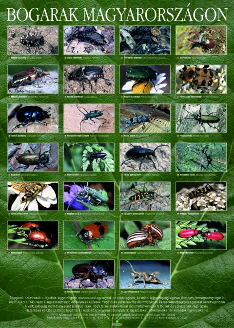 Bogarak Magyarországon poszter » Inform Kiadó és Nyomda