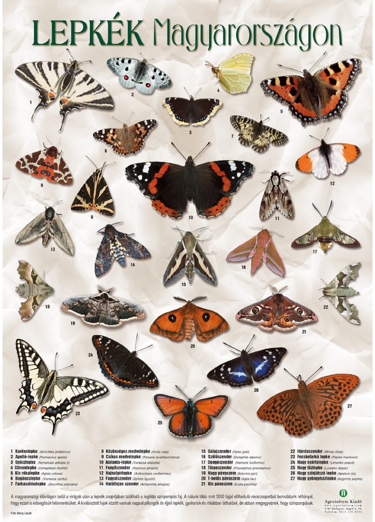 Lepkék Magyarországon poszter » Inform Kiadó és Nyomda